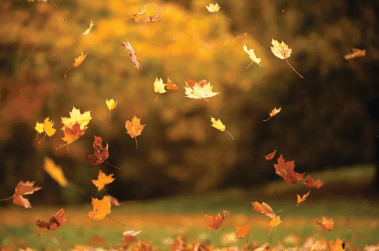 27th Annual Candor Fall Festival returns this month - 607 News Now